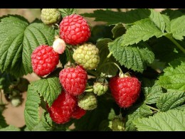 Products | Our Shops | FACET